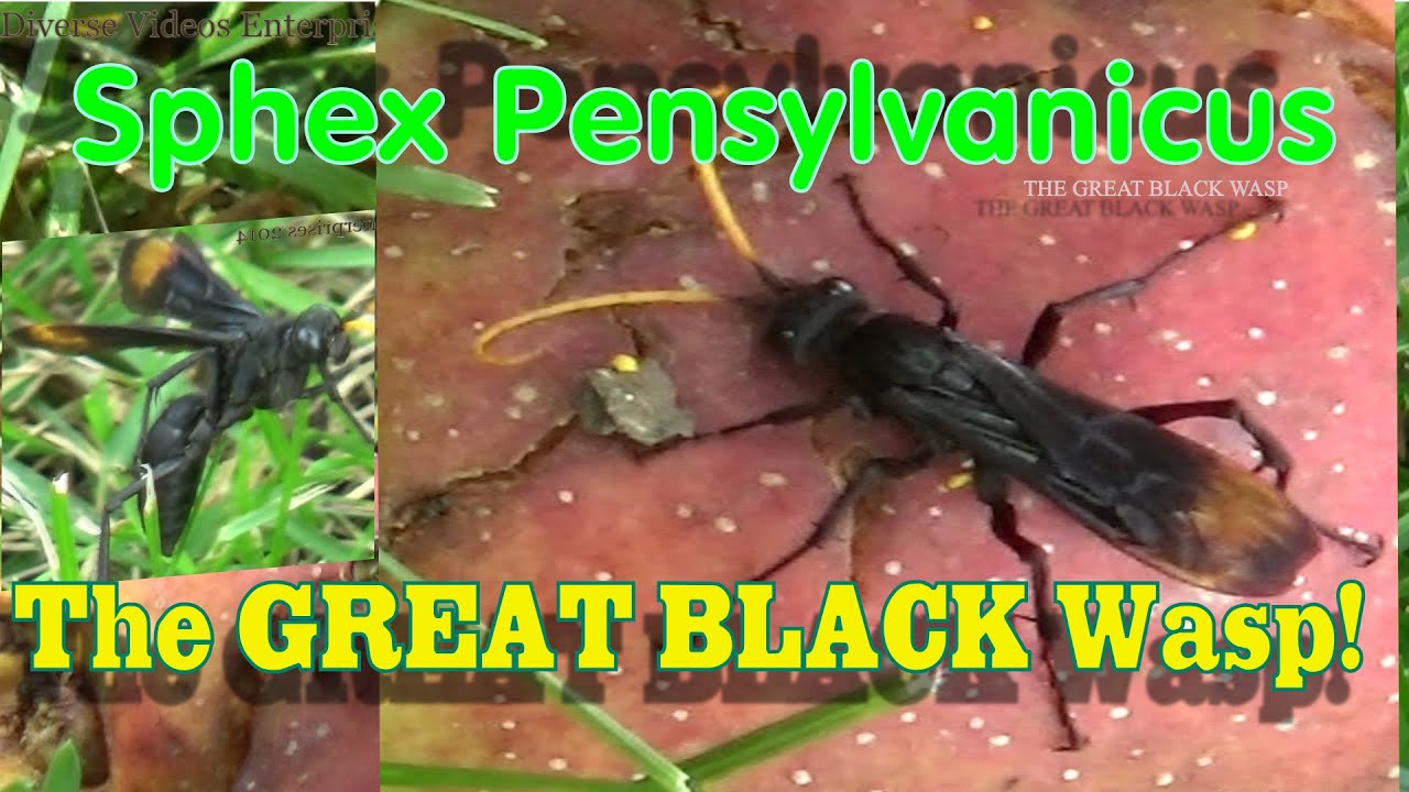 Sphex Pensylvanicus The Black Wasp