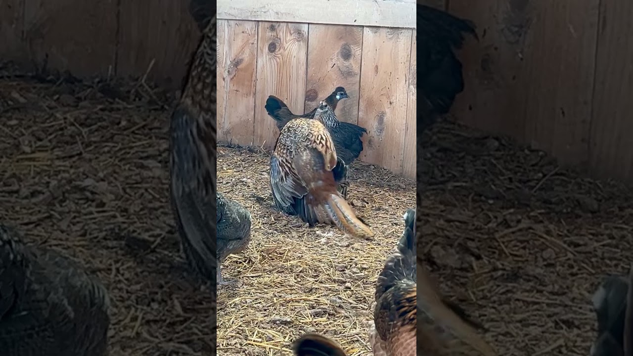 Hybrid pheasant rooster breeding chicken hen