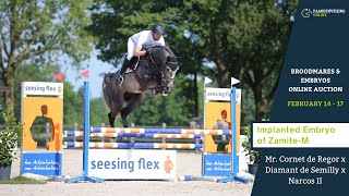 Paardenveilingonline | Implanted embryo (Mr. Cornet de Regor x Zamite)