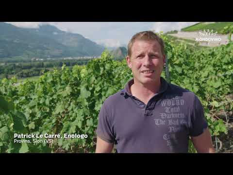 Scoprire la regione vinicola Vallese
