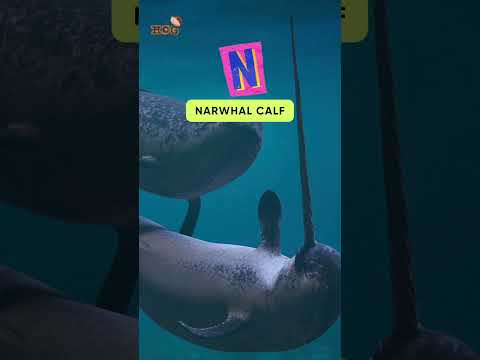 ABC Baby Sea Animals Song | Letter MNOP | Learn #alphabet #english and #animals for Kids
