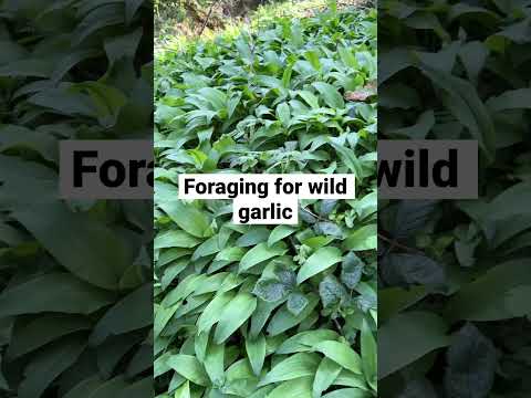 Foraging for wild garlic
