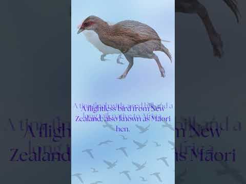 Birds beginning with W - for kids