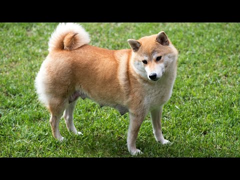 Getting to Know the Amazing Shiba Inu: A Complete Guide to Temperament, Training, and Care