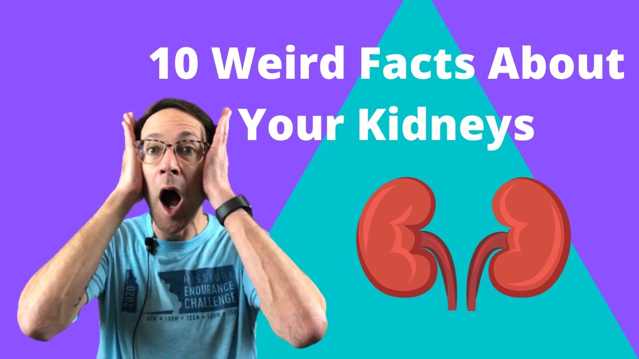 10 Weird Facts about your Kidneys