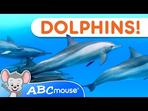 ๐ฌ Dive into Dolphin Fun! | ABCmouse Tot-umentary Animal Video for Kids ๐