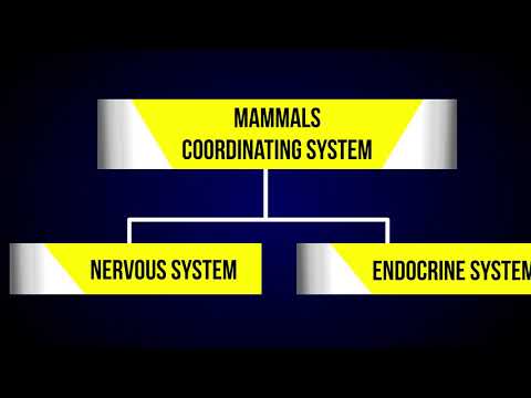 What is Coordination System | Nervous System | Endocrine System