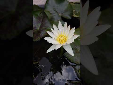 All about water lilies...Water lily part-1 #waterlily #flowers #gardening