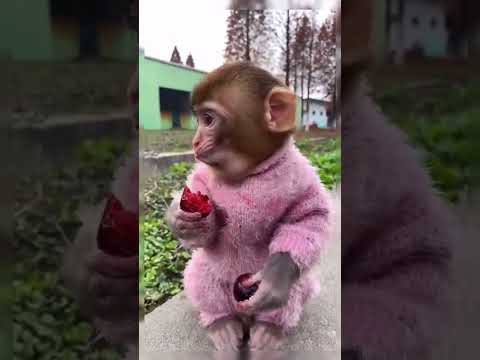 cute monkey ???? #shorts #monkey #funny #animal
