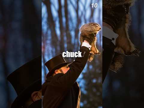 I CALCULATED how much wood a woodchuck can chuck 🪵