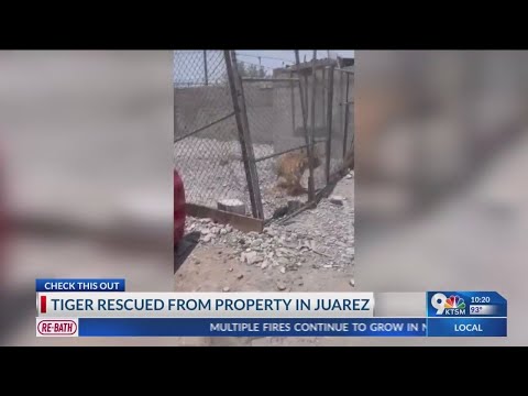 Authorities seize tiger kept behind chain-link in junkyard