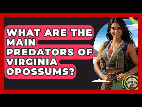 What Are The Main Predators Of Virginia Opossums? - The Wild Life Explorer