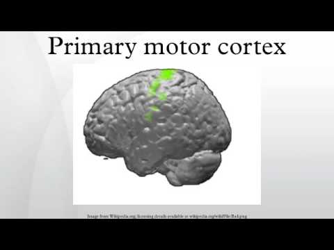Primary motor cortex