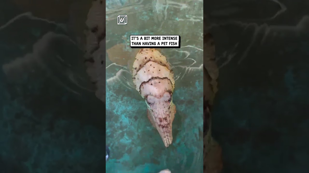 Pet squid attack looks like this 😲🦑                            🎥: Instagram / sunege100