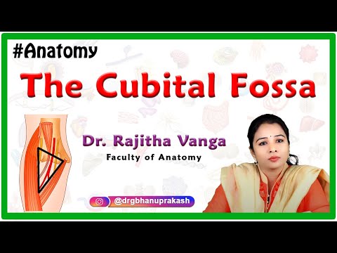 The Cubital Fossa Anatomy: Borders and Contents ( Upperlimb anatomy )