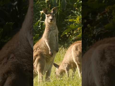 What is a group of kangaroos called?