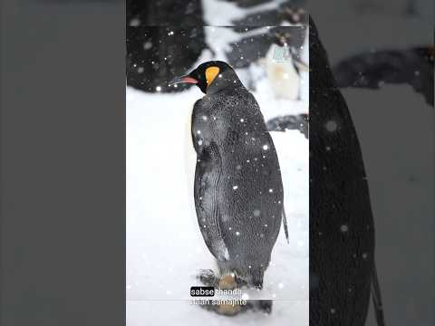 "Antarctica Facts,Sabse Thanda aur Sookha Desert!❄️#Shorts"