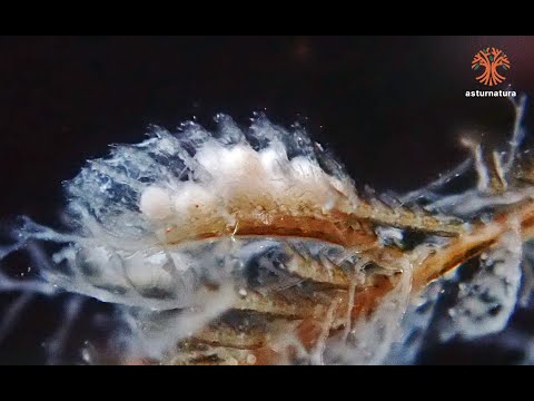 Plumularia setacea - 51259