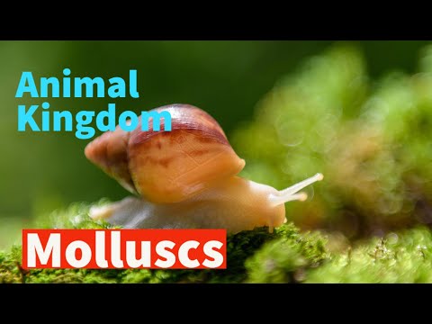 Animal Kingdom: Molluscs