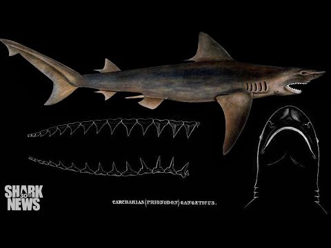 Ganges river shark not extinct in India | Dear Kitty. Some blog