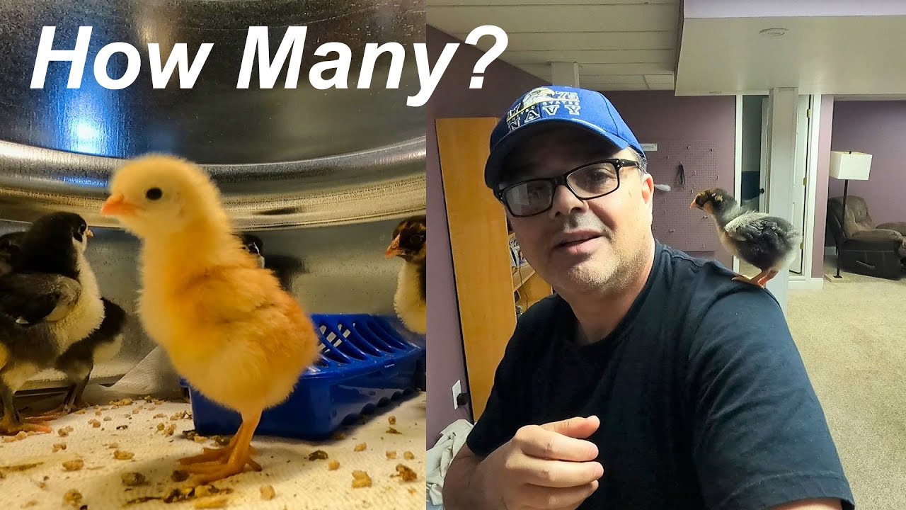 This Is How Many Baby Chicks And Breeds We Got. All Are Active And Healthy.