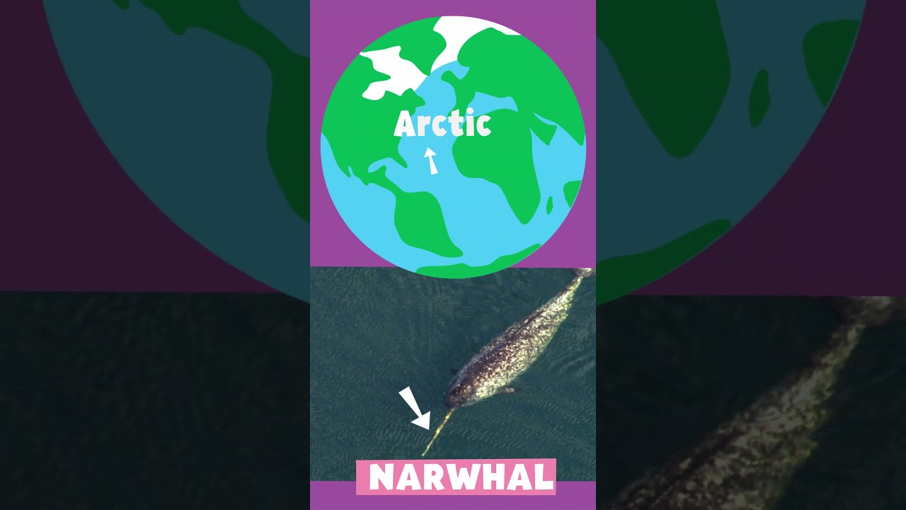 Animal Alphabet | N is for Narwhal | PBS KIDS #Shorts