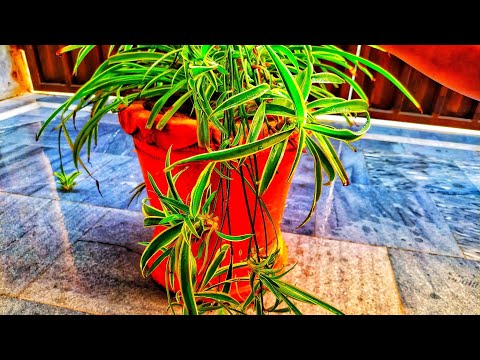 How to Take Cuttings of Spider Plant