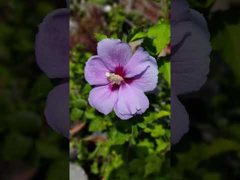 nil joba #hibiscus #flowers #plant