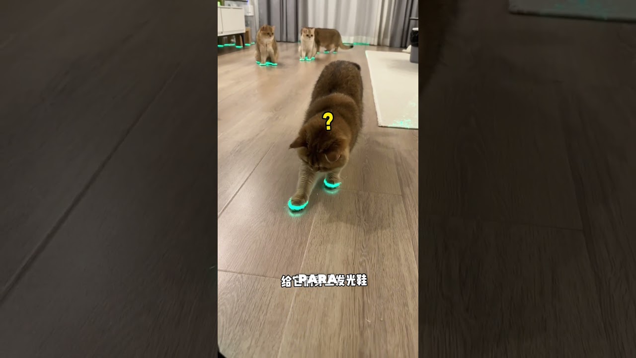 Se arrepintió de haberles puesto esto a sus gatos