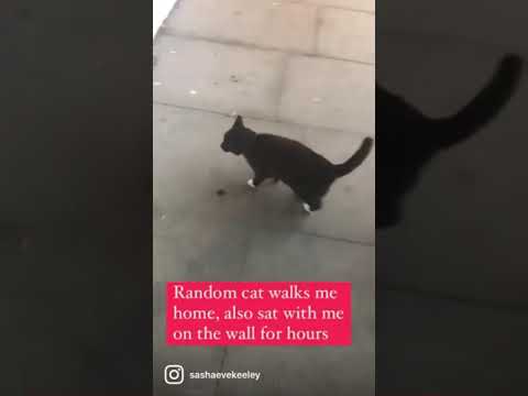Witches protection my cat Familiar