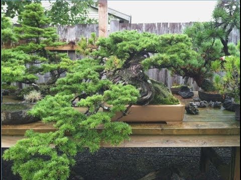 Tsuga canadensis | Eastern Hemlock