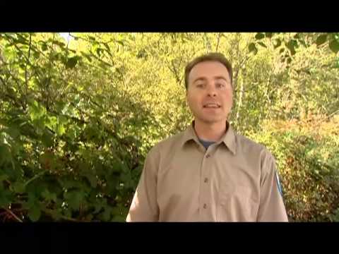 Invasive Species
