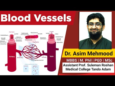 Blood Vessels ( Hindi / Urdu )