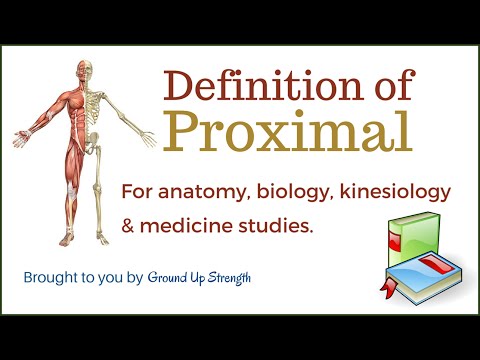 Proximal Definition (Anatomy, Kinesiology, Medicine)