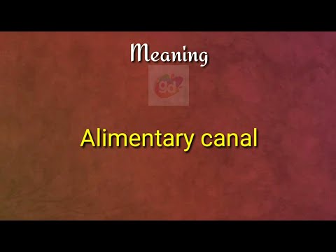 Alimentary canal Meaning with Pronunciation||Googul Dictionary#Alimentary canal