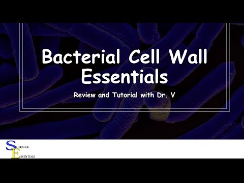 Bacterial Cell Wall Essentials | Dr. V