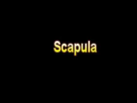 What Is The Definition Of Scapula Medical School Terminology Dictionary