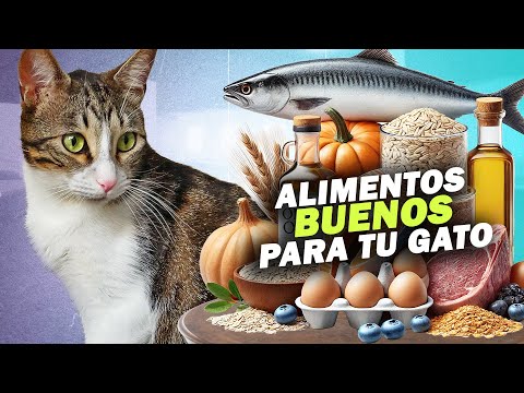 ALIMENTOS CASEROS SALUDABLES 🍳🐟 para GATOS 😻