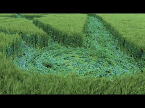Crop Circle 2019 SECRET LOCATION 1 - 27.5.2019