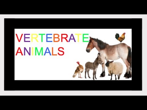 Vertebrates Animals - Classifying Animals ***KIDZVIDZ***