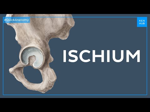 Anatomy of the ischium - Quick Anatomy | Kenhub