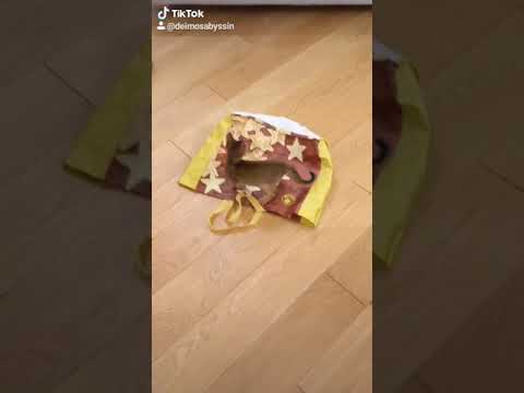 Abyssinian kitten Deimos plays with a bag