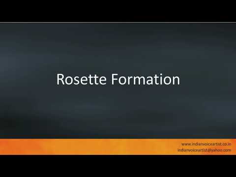 Pronunciation of the word(s) "Rosette Formation".