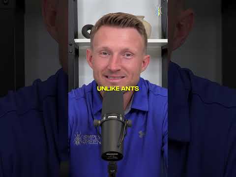 Beware of This Termite Myth