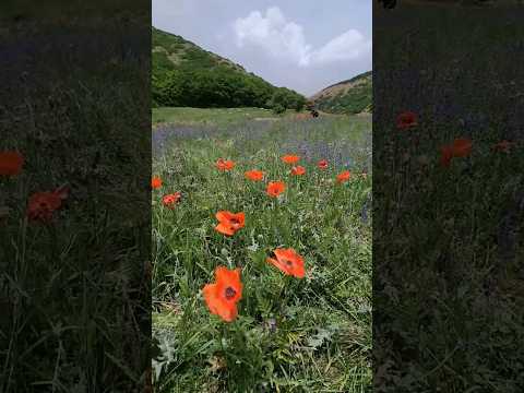 My beautiful country, Iran