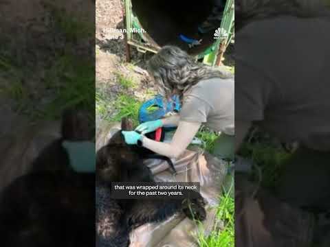 Bear freed from plastic lid stuck around his head for two years