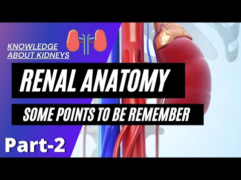 Renal Anatomy Part-2 (Some Points To Be Remember) | Kidneys-Clinical Anatomy (renal anatomy)