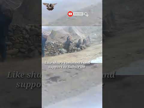 Pigeon trap | bird trap in Flock | bird catching | Birds hunting #shorts #youtubeshorts #ytshorts