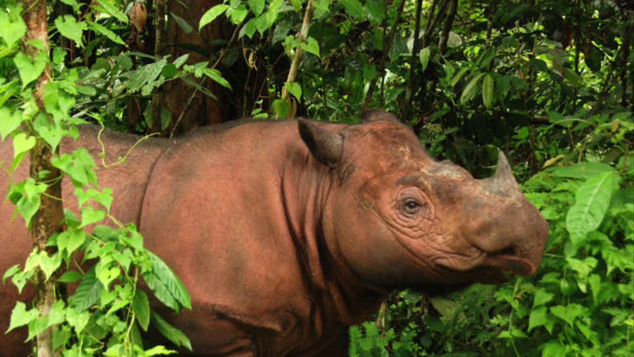 Sunda Tiger Santiago Verástegui