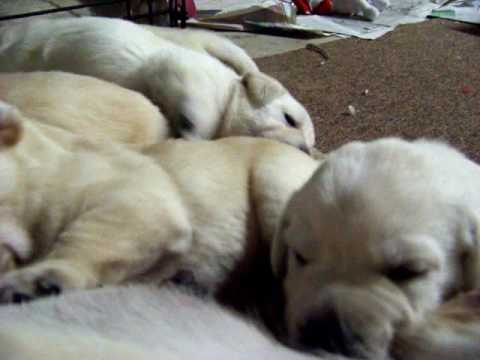 Copy of Lab Puppies 'The Chunky Family''